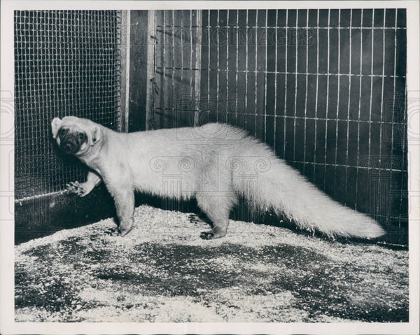 1938 Malaysia The Tayra Cat/Weasel Press Photo - Historic Images