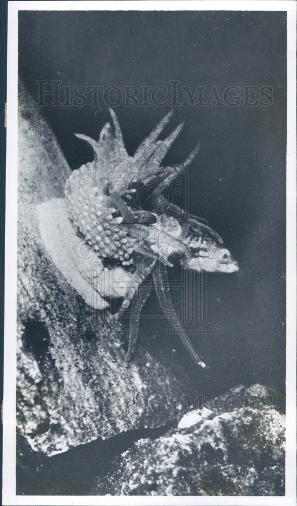 1936 Anemone Eating Fish Press Photo - Historic Images