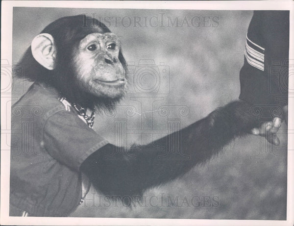 1963 Cristiani-Wallace Bros. Circus Chimpanzee Press Photo - Historic ...