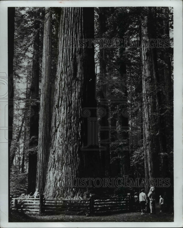 1972 Redwood trees at Redwood Dam National Park - Historic Images