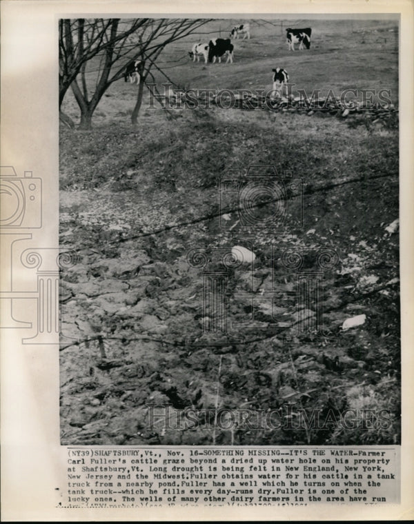 1964 Farmer Carl Fuller's cattle during drought-Shafts bury, Vt ...