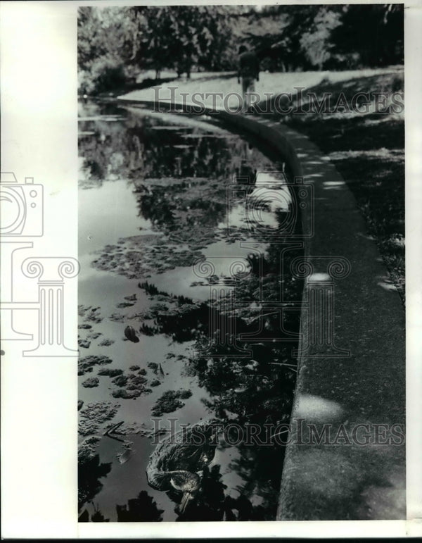 1990 Press Photo A dead Canada Goose lies in the water of Forest Hills ...