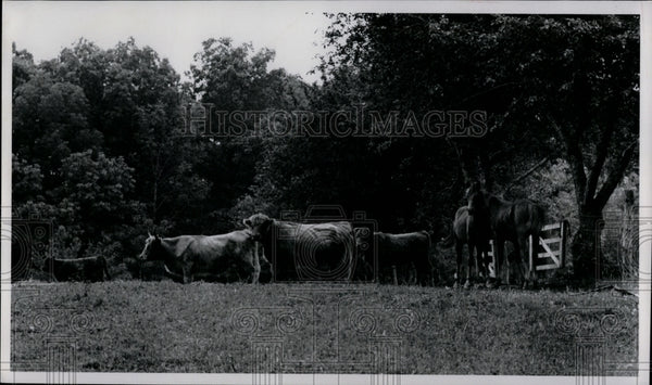 1972 Press Photo Scots Cattle Farm owned by Jack Urban, Peninsula Ohio ...