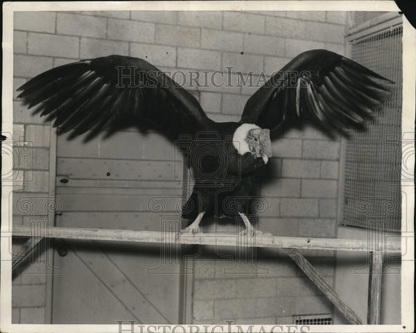 1931, Andean Condor is one of the largest attraction at St Louis Zoo ...