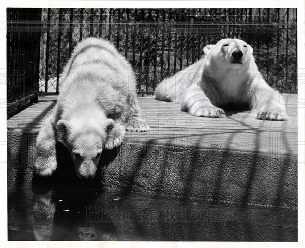 1958, Polar Bears - Historic Images