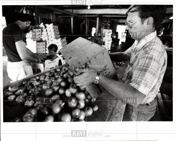 Bill Atkinson tomato ontario canada 1988 Vintage Photo Print - Historic ...
