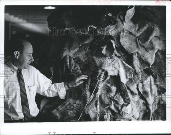 1966 Press Photo William Carey With A Stack Of Salted Cattle Hides in ...