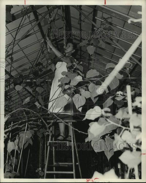 1954 Texas A&M's Dr. Meta Brown on ladder hanging plants - Historic Images