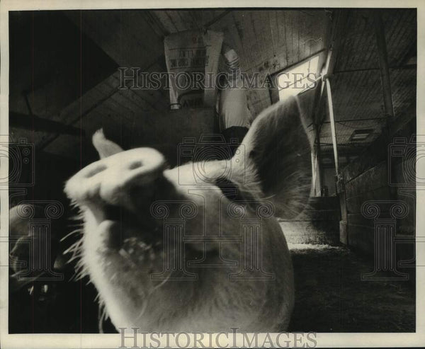 1973 A pig at the Suffolk County Farm, Yaphank Long Island New York ...