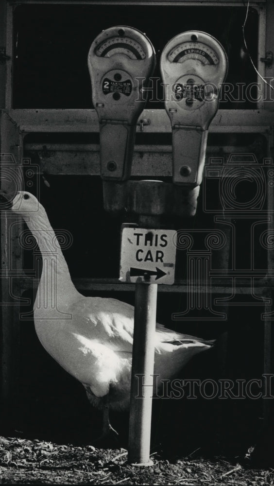 1989 Press Photo George the goose on King's nature preserve - mja08005 ...