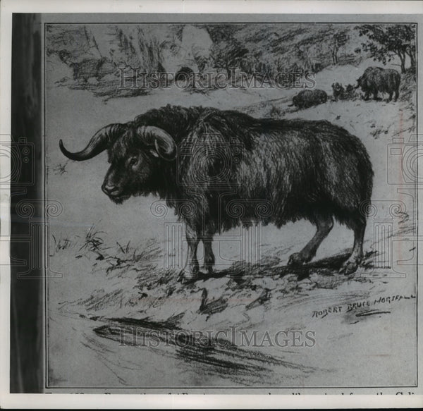 1958 Press Photo Ice age musk ox sketch - mja27347 - Historic Images