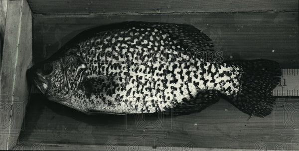 1988 Press Photo Wilson Park This crappie measured about 11 inches - m ...