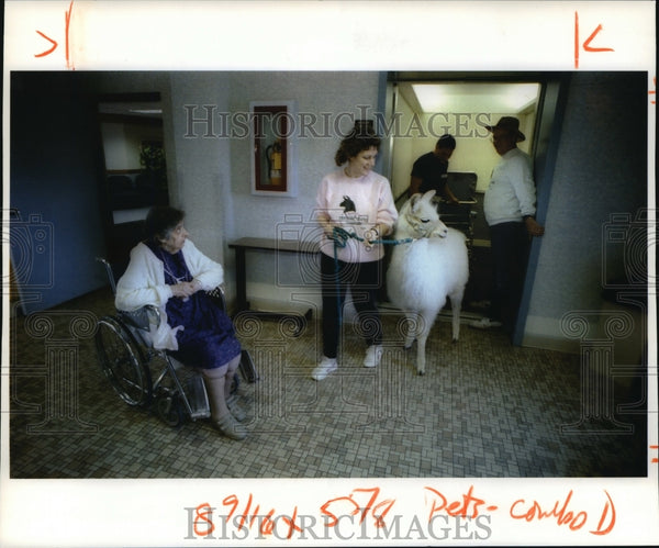 1994 Press Photo Gloria Snider leads llama, Gideon, at Woodland Health ...