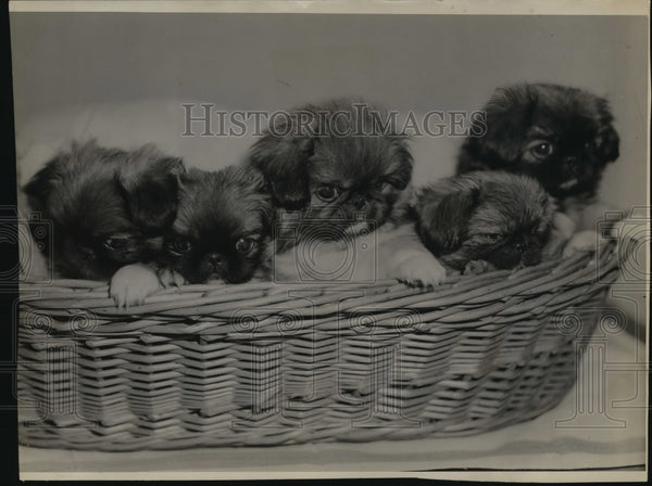 1934 Five Pekingese puppies are by no means the common variety ...