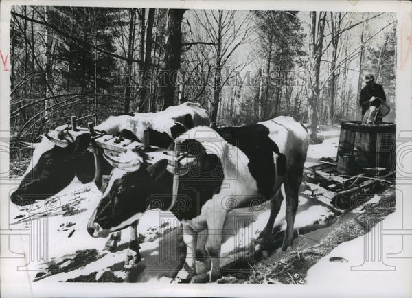 1975 Don Crane drives oxen team pulling a wooden sap gathering tank ...