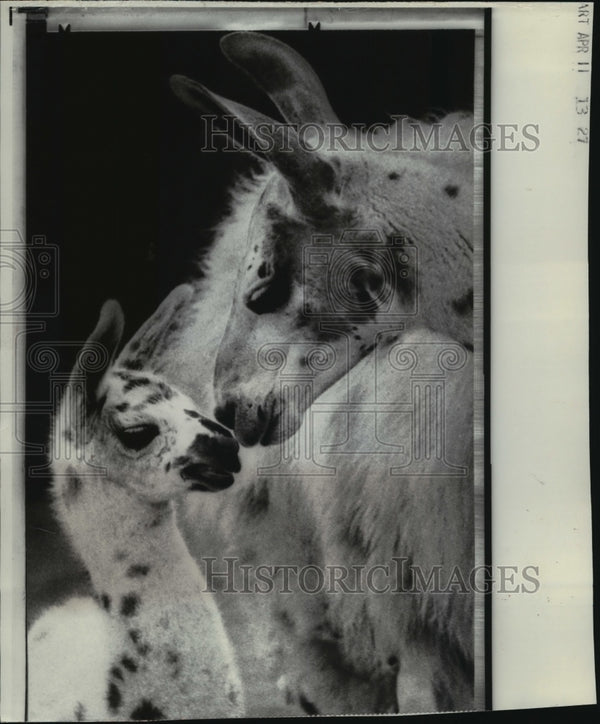 1968 Press Photo Mother & Week-Old Llama at Madison's Vilas Park Zoo ...
