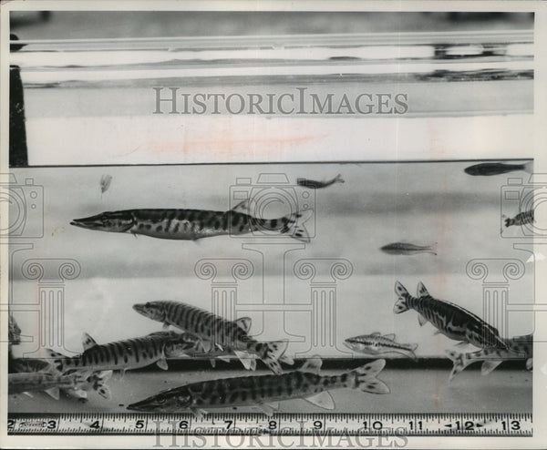 1959 Press Photo Muskie Fry: Fit and Ready to Eat Everything and Anyth ...