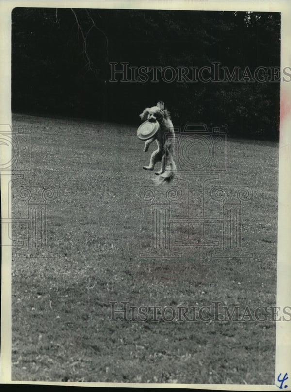 1986 Bill Kruger's pekingese - Historic Images