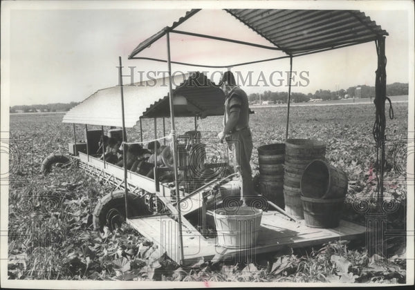 1968 Press Photo Crew leader Bernard Kasuboske manages a pickle pickin ...