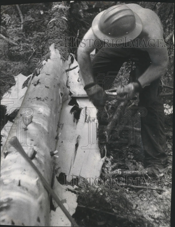 1958 Press Photo A lumberjack uses a peeling spud to peel logs, Wiscon ...