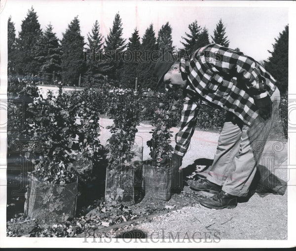 1958 Alfred Peterson, Protects Roses at Whitnall Park Arboretum ...