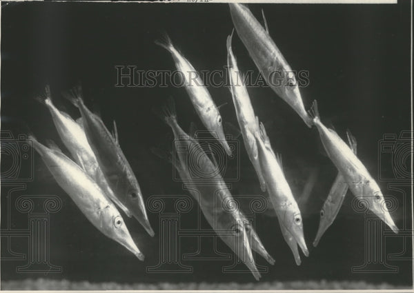 1972 Press Photo Snipe-Fish at Scripps Institution of Oceanography in ...