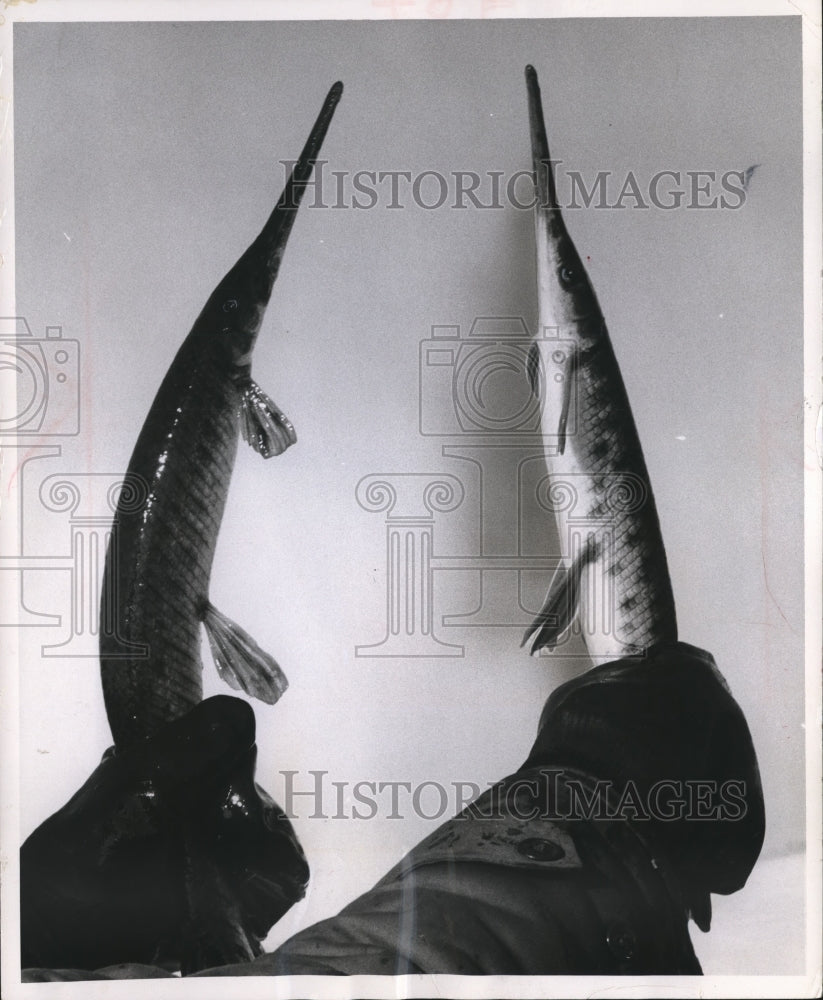 1965 Fisherman with Gloves holds Baby Gar Fish - Historic Images