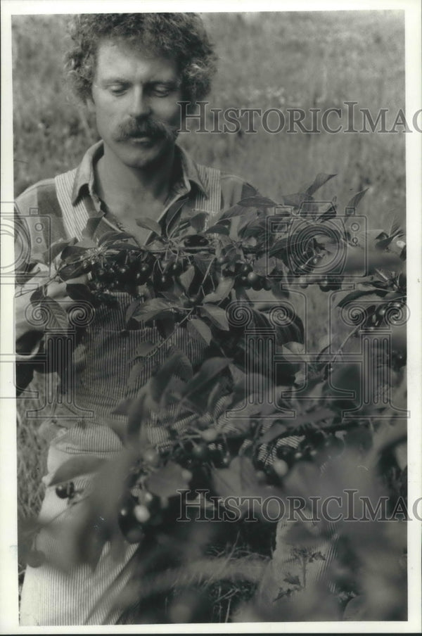 1989 Cherry grower Robert Barthel checks the recent crop. - Historic Images