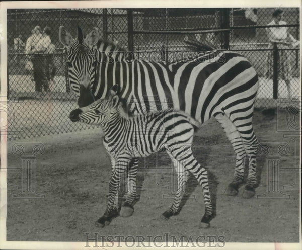 1958 Zebra Mother, Lady, with her third colt at Washington park zoo ...