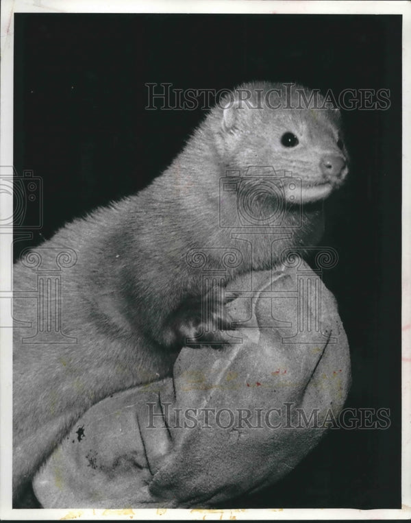 1968 Press Photo One of the winning minks at the State Fair, Wisconsin ...