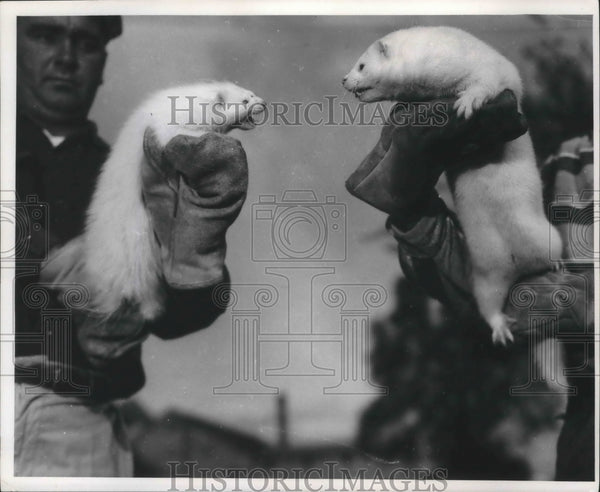 1961 Press Photo Two white minks with handlers, Wisconsin - mjb49472 ...