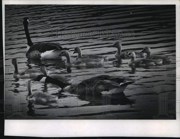 1971 A family of geese at the Milwaukee County Zoo, Wisconsin ...