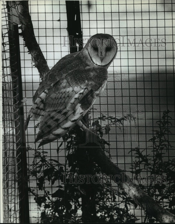 1982 Barn owl in aviary area at Milwaukee County Zoo - Historic Images