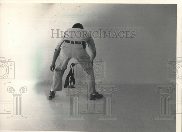 1988 Steve Wing captures penguins at the Milwaukee County Zoo ...