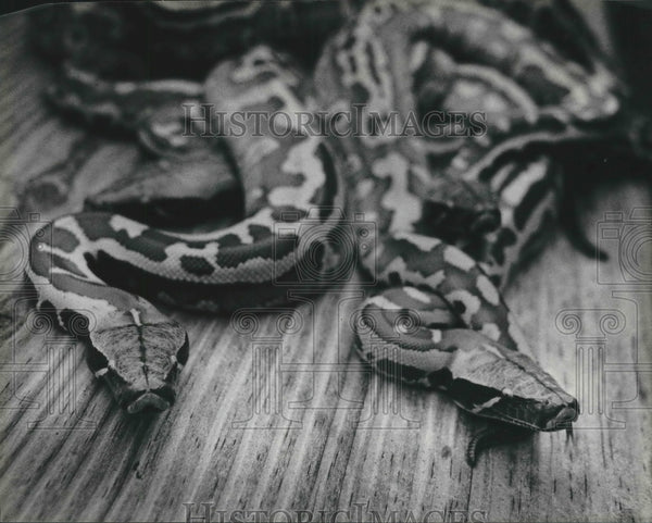 1983 Two newly born pythons explore new home, Milwaukee County Zoo ...