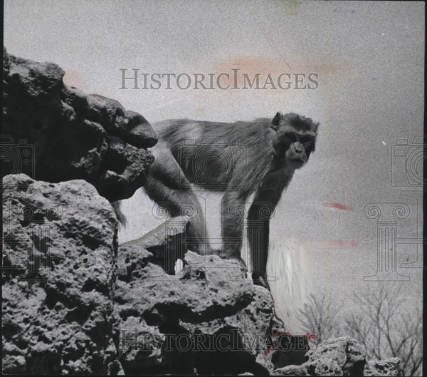 1955 Press Photo A Monkey Atop a Rocky Perch At the Milwaukee Zoo, Wis ...