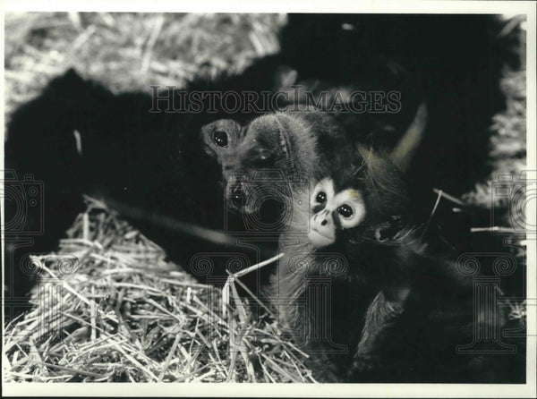1991 A Siamang and a Spider Monkey At the Milwaukee County Zoo ...