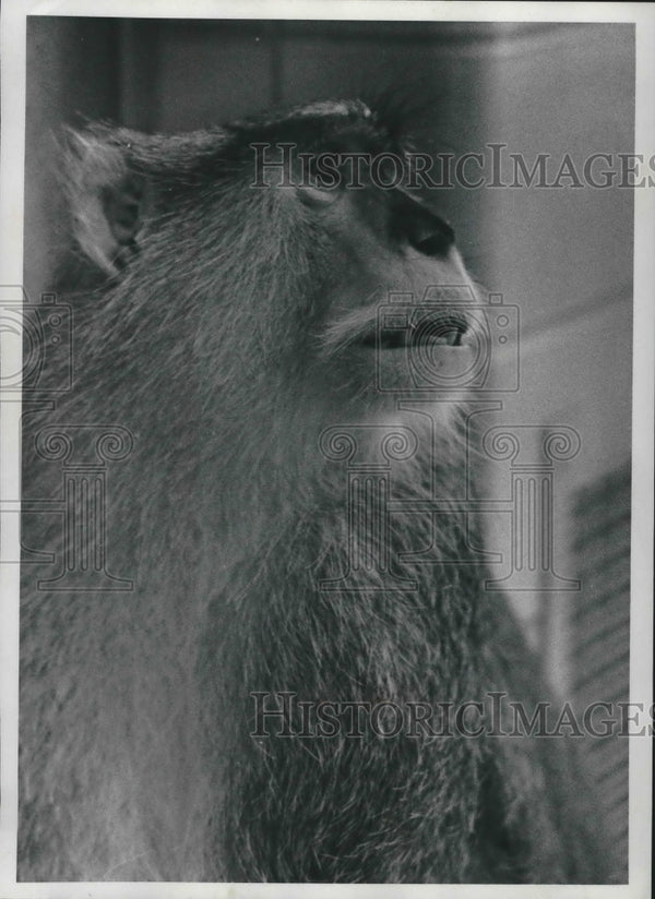 1974 Milwaukee zoo patas monkey - Historic Images