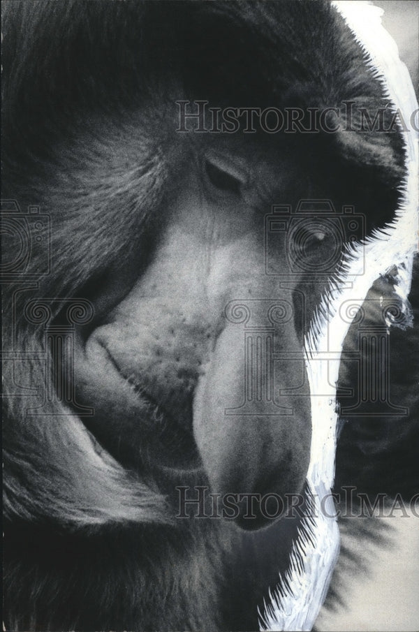 1975 Schnoz, the male proboscis monkey, Milwaukee County Zoo - Historic ...