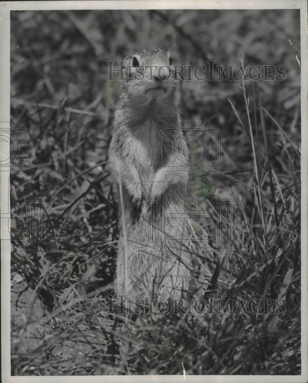 1987 One of the many gophers that are taking over California - Historic ...