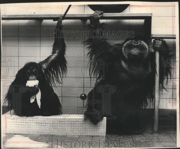 1966 Orangutans, Tia and new mate Chang at the Milwaukee zoo - Historic ...