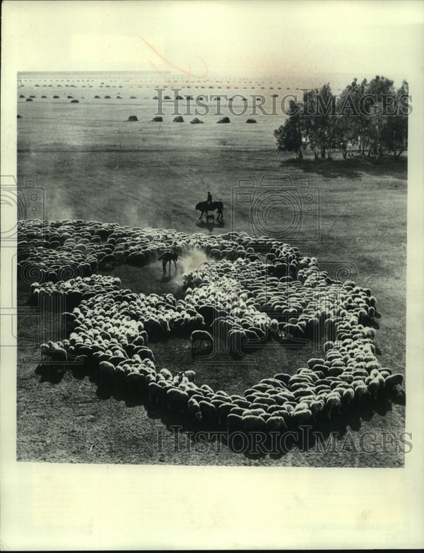 1976, Sheep herded on farm in the Novosibirsk region of Soviet Union ...