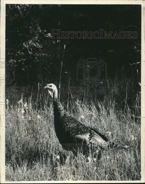 1972 Press Photo Wild Turkey Hen struts around in forest clearing near ...