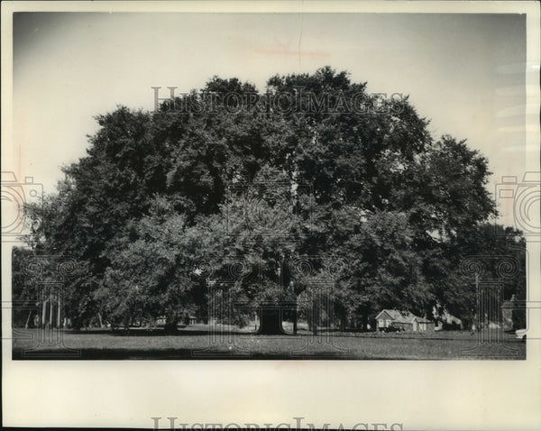 1983 Elm tree one of the largest in Wisconsin suffering from old age ...