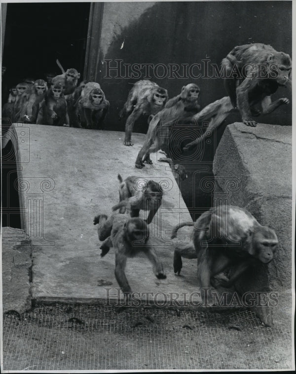 1962 Press Photo The rhesus monkeys run to monkey island in Milwaukee ...