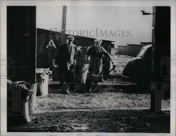 1941 Scrapps fed to pigs on a British farm - nea25419 - Historic Images