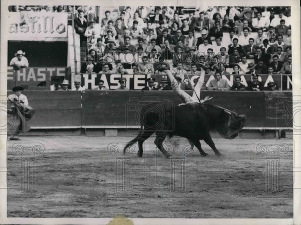 1953 Honorario Rivera Novice Bullfighter Falls Off Bull Mexico City ...