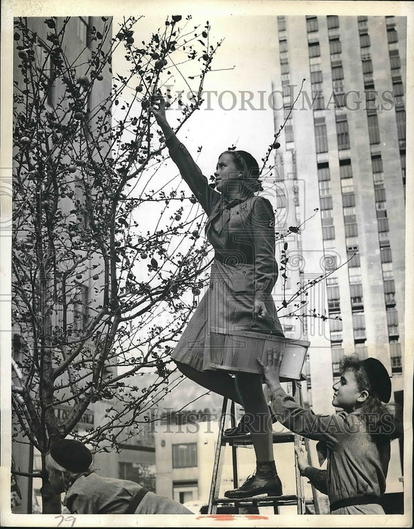 1941 Girl Scouts Helen Jacobsen & Patricia Sinclair During Harvest ...