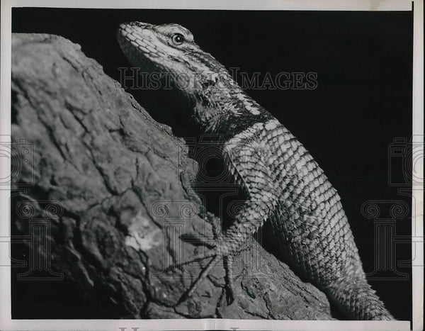 1952 A Yarrow's Spiny Lizard at the Museum of National History in NY ...