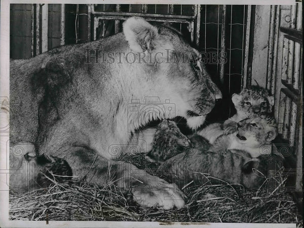 1937 Press Photo Lioness at St. Louis Zoo Names Dionne Has Quintuplets ...